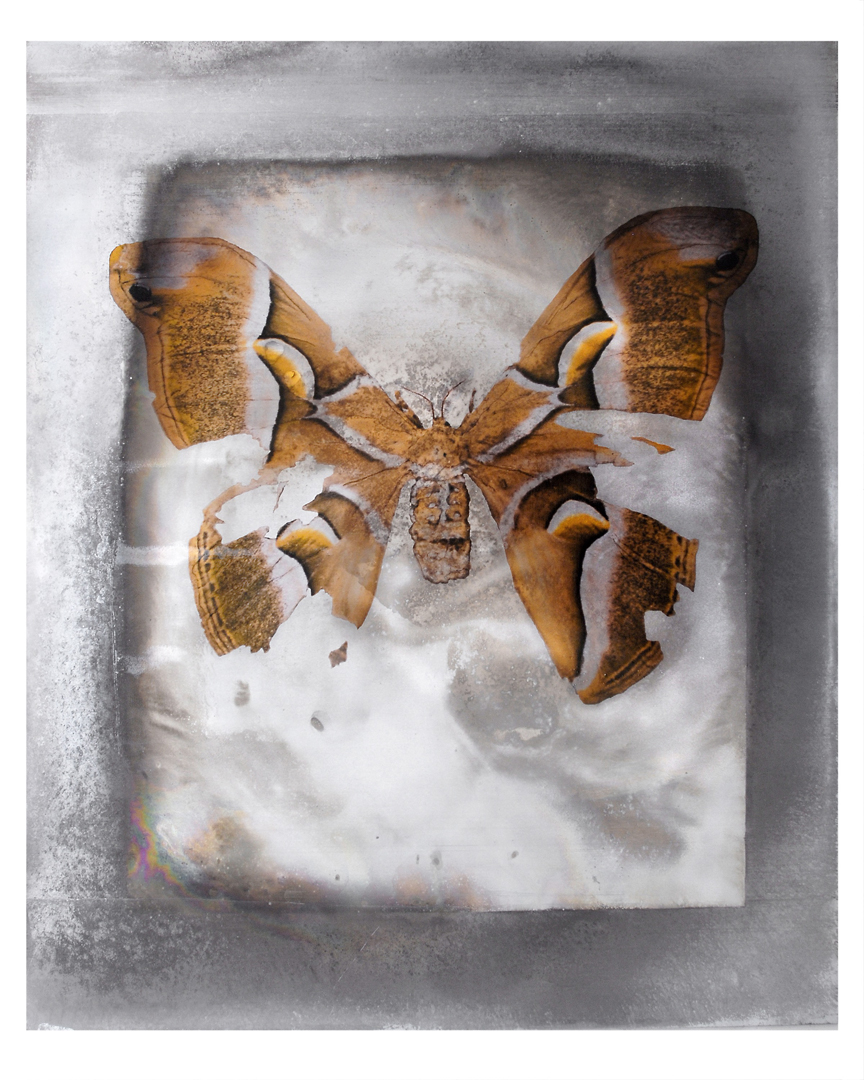 alida-fish-copy – The Woven Tale Press