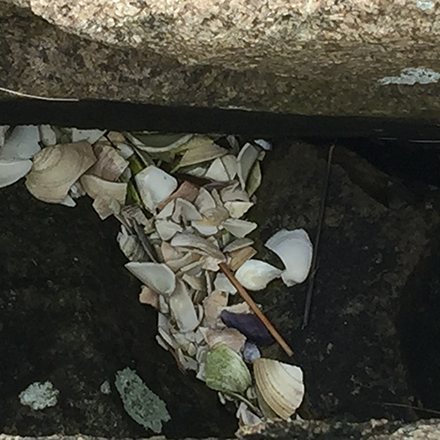 A photograph of smashed up seashells on the ground – The Woven Tale Press